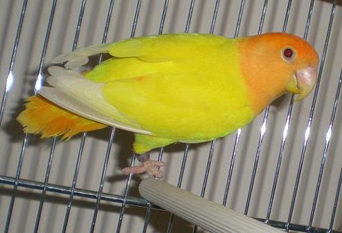 Agapornis Lutino Opalino