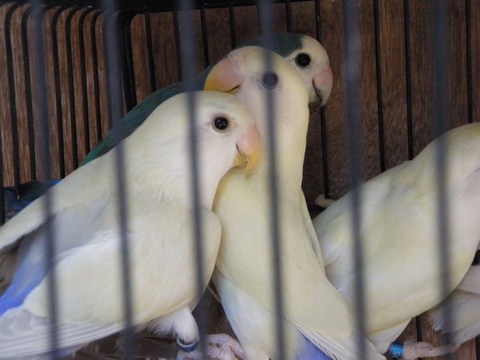 L'uso smodato del termine "avorio"